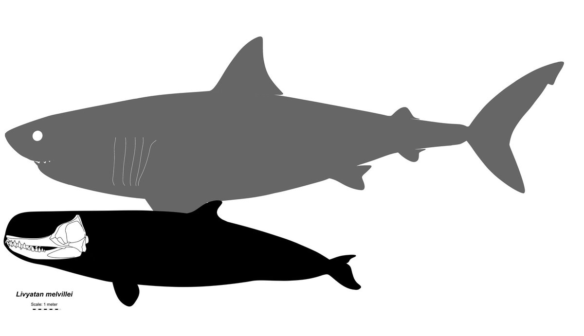 New Gigantic Predatory Ichthyosaur Found in the Swiss Alps : r ...